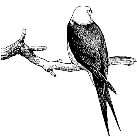 Birds & Fowl - Beeswax Rubber Stamps