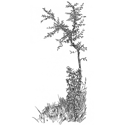 Trees & Branches - Beeswax Rubber Stamps